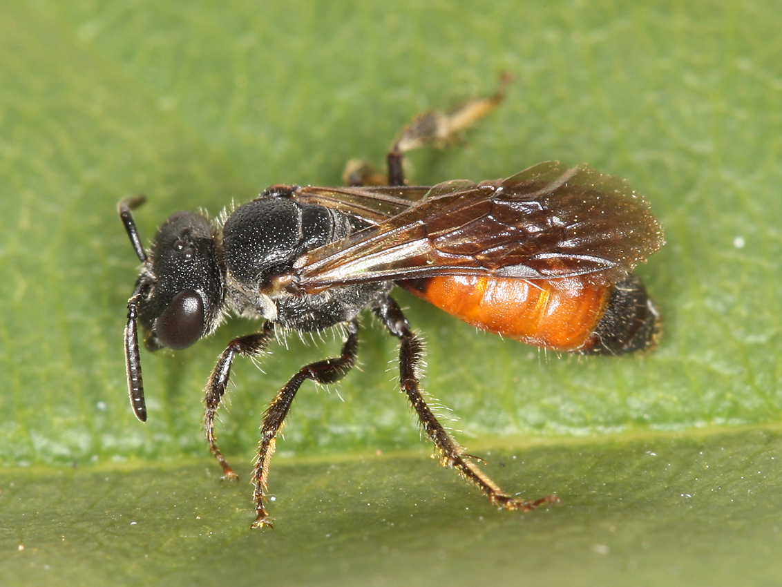 Sphecodes reticulatus | BWARS